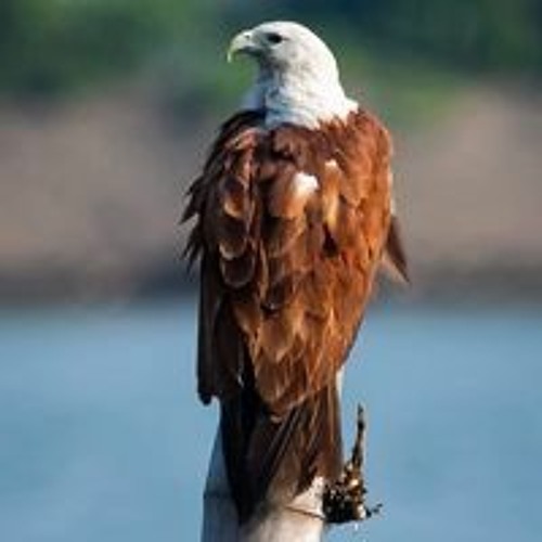 Stream Likith Raj music | Listen to songs, albums, playlists for free ...