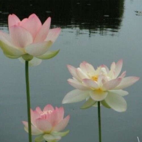 Stream R1N music | Listen to songs, albums, playlists for free on ...