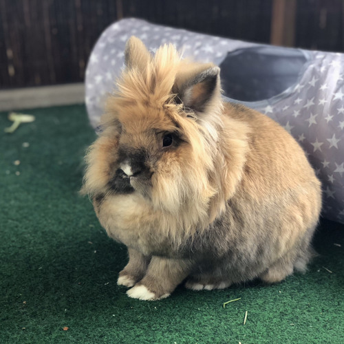 Stream Isabel Ebert music | Listen to songs, albums, playlists for free ...