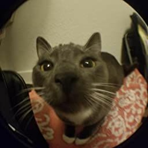 Stream Papa Perc music | Listen to songs, albums, playlists for free on ...