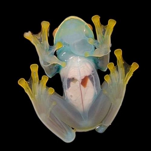 Stream Acid Frog music | Listen to songs, albums, playlists for free on ...