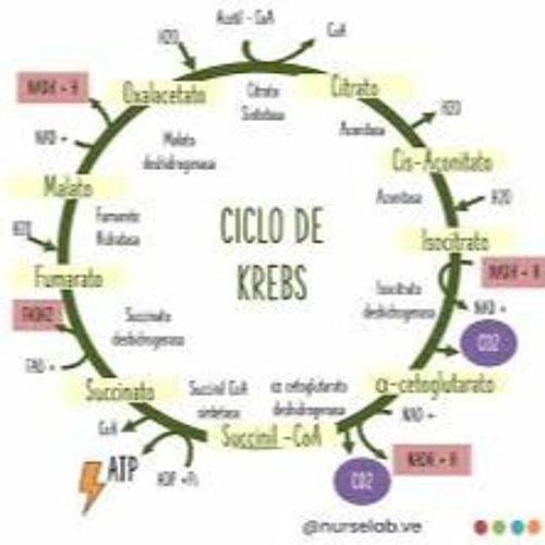 Stream episode Elena_Tenorio_U3_Ac2 ciclo del ácido citrico y cadena ...