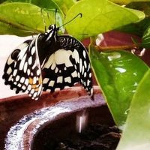 Stream Areeba Kashif music | Listen to songs, albums, playlists for ...