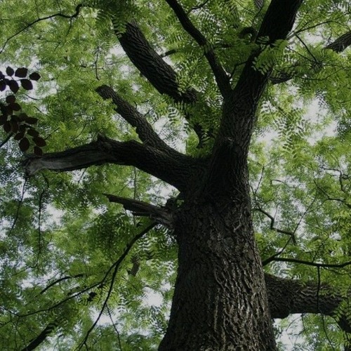 Stream Zahra Askari music | Listen to songs, albums, playlists for free ...