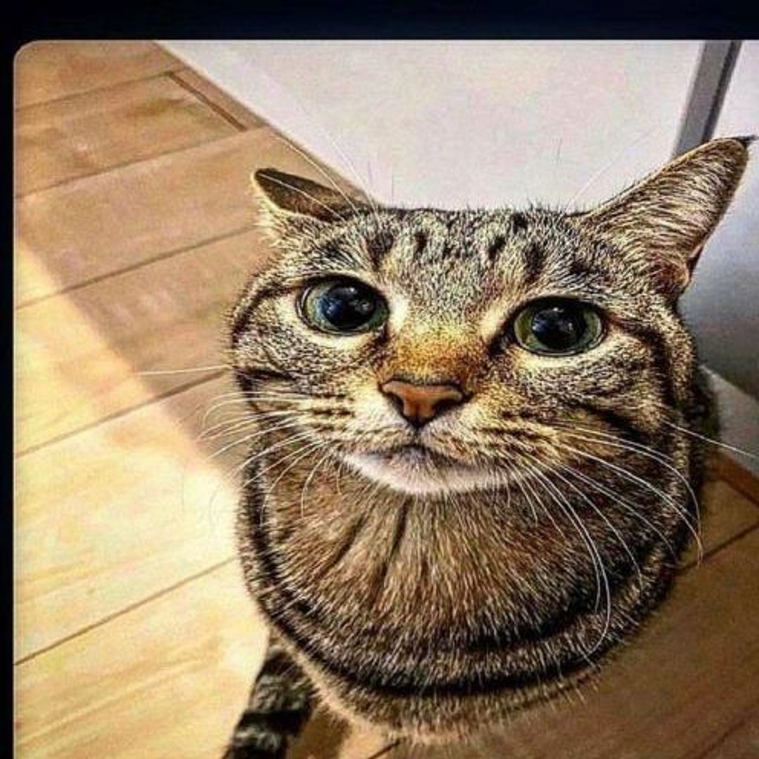 Stream RAAAAH Meme Sound Effect by Happy Vibes “Evergreen” | Listen ...