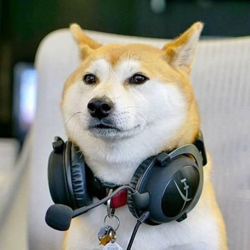 Stream Musical Doge music | Listen to songs, albums, playlists for free ...