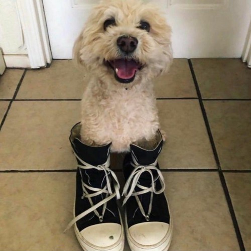 Stream debil roku music | Listen to songs, albums, playlists for free ...