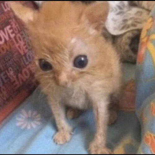 Stream scrunkly music | Listen to songs, albums, playlists for free on ...