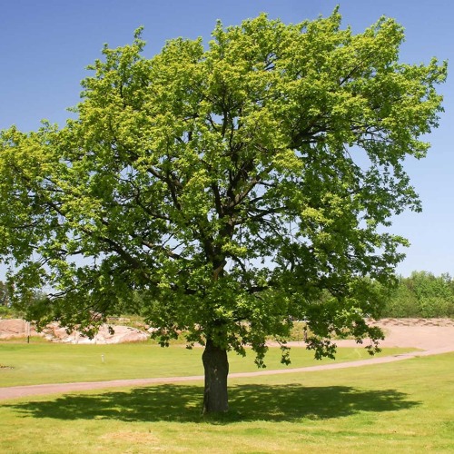 Stream hva vi gjør (FTV x VK) by VARIERT KOSTHOLD | Listen online for ...