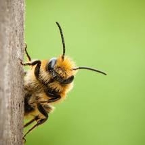 Stream Cagey Bee music | Listen to songs, albums, playlists for free on ...