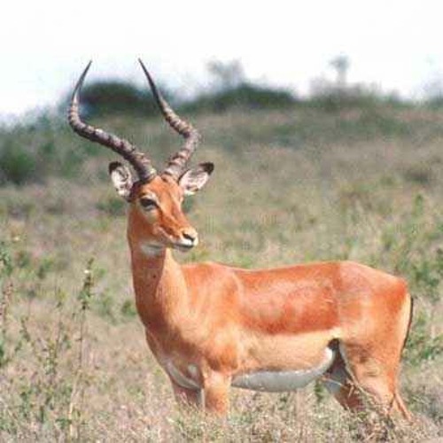 Stream Antiloop music | Listen to songs, albums, playlists for free on ...