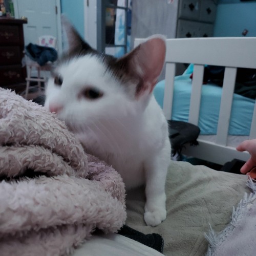 Stream Isabella music | Listen to songs, albums, playlists for free on ...