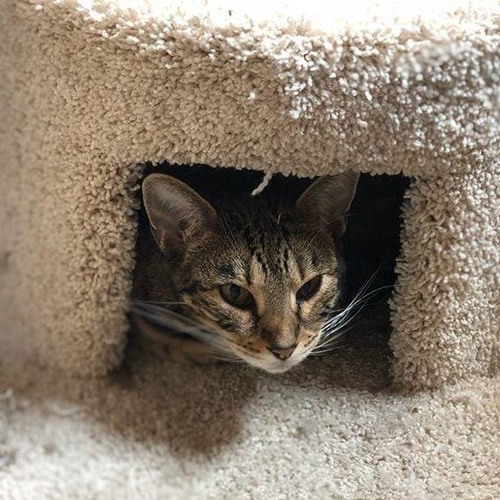 Stream Amora music | Listen to songs, albums, playlists for free on ...