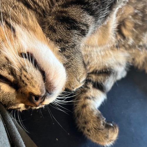 Stream Alice Preshaw music | Listen to songs, albums, playlists for ...