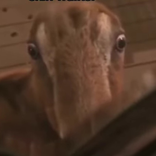 Stream G_O_A_T music | Listen to songs, albums, playlists for free on ...