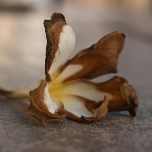 Stream stardust falling music | Listen to songs, albums, playlists for ...