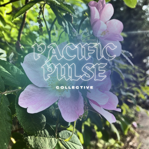 Stream Pacific Pulse Collective music | Listen to songs, albums ...