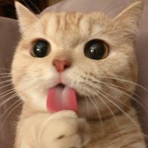 Stream velfox music | Listen to songs, albums, playlists for free on ...