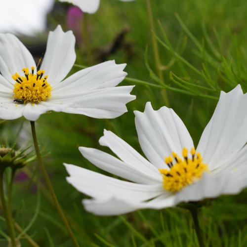 Stream Amakish Carlos Zuñiga music | Listen to songs, albums, playlists ...