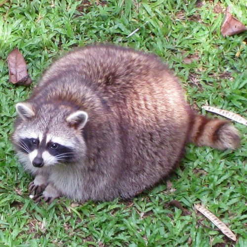 Stream jfjr music | Listen to songs, albums, playlists for free on ...