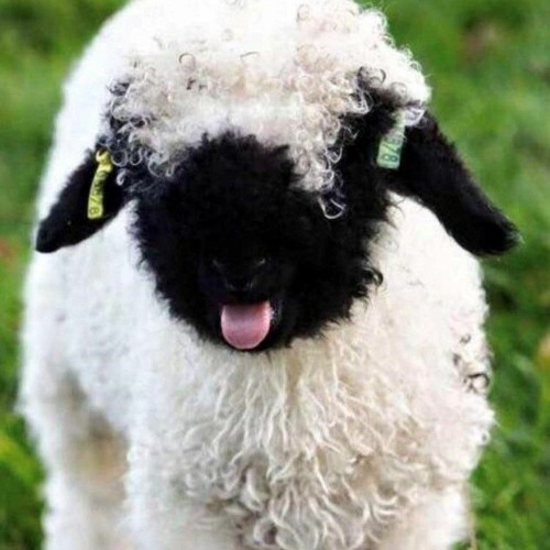 Stream Sheep music | Listen to songs, albums, playlists for free on ...