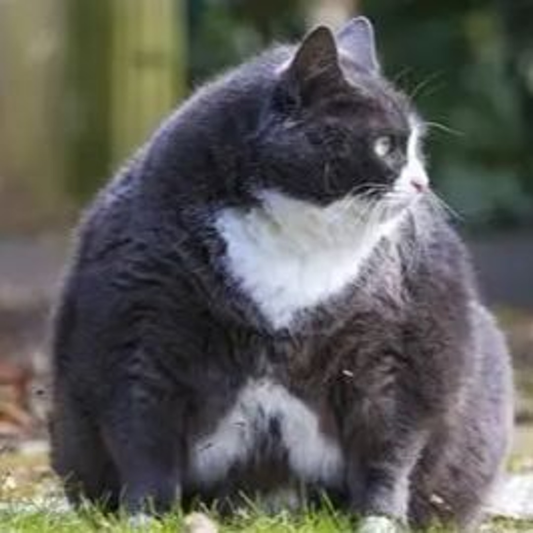 Stream Ashlee Gomez | Listen to podcast episodes online for free on ...