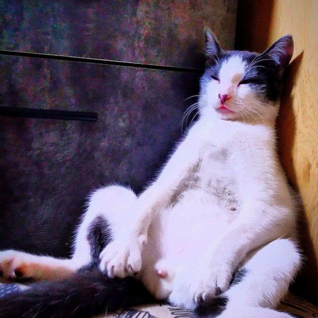 Stream breeadable pokemon music | Listen to songs, albums, playlists ...