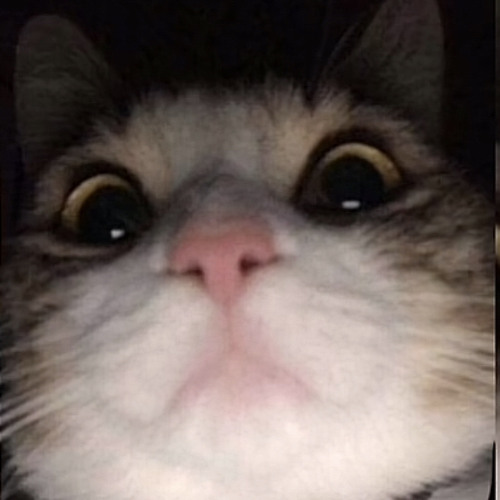 Stream IShowSpeed - Shake Pt.2 (BASSE BOOSTED + EARRAPE) by ant ...