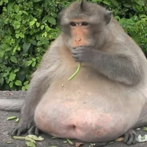 Stream MC Fat Monke music | Listen to songs, albums, playlists for free on SoundCloud