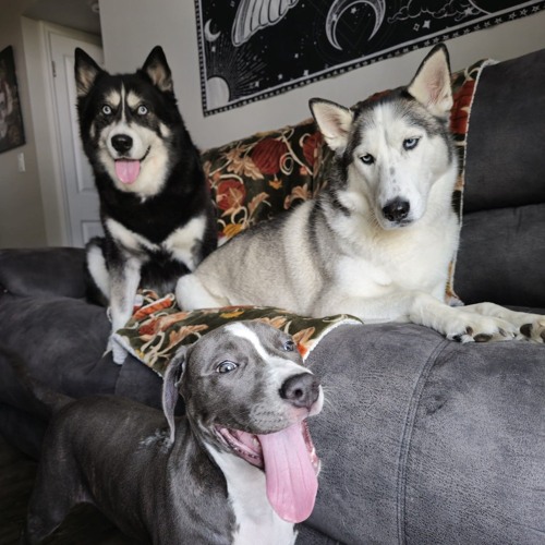 Stream Hambone music | Listen to songs, albums, playlists for free on ...