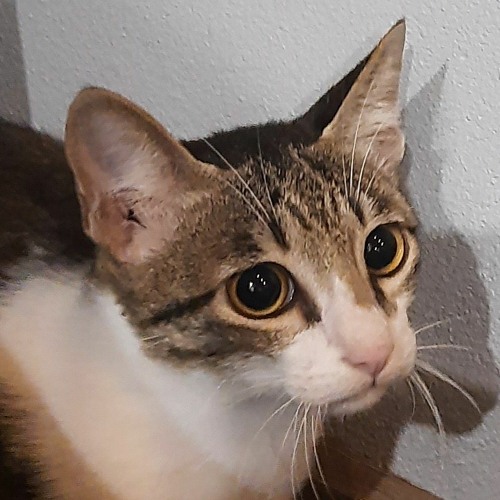 Stream Talking Bush music | Listen to songs, albums, playlists for free ...