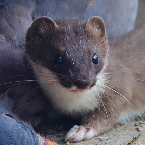 Stream Matthew Fall McKenzie music | Listen to songs, albums, playlists ...