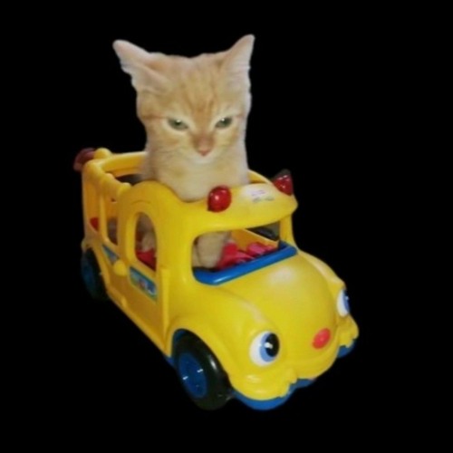 Stream Thimo Nieswaag music | Listen to songs, albums, playlists for ...