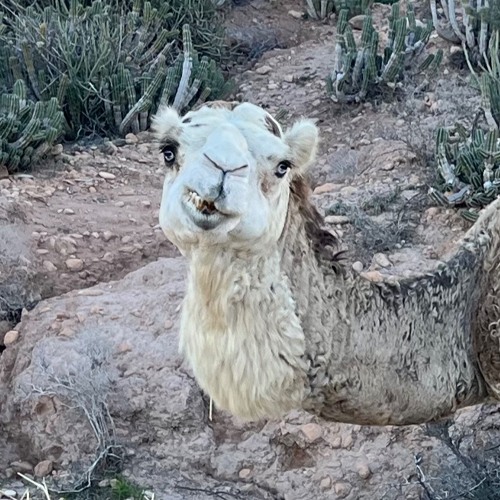 Stream Noppi music | Listen to songs, albums, playlists for free on ...