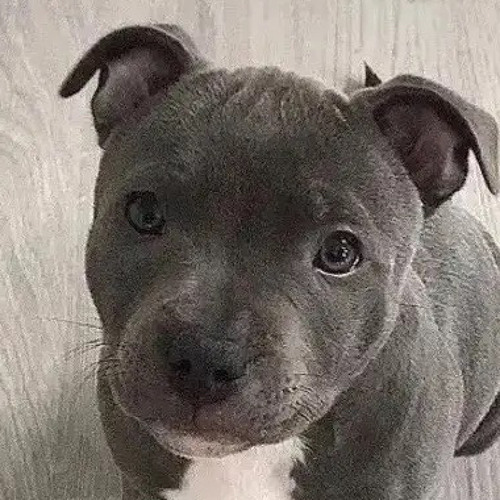 Stream yo daddy music | Listen to songs, albums, playlists for free on ...