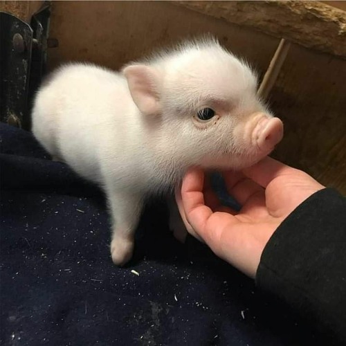 Stream Kholoud Issa music | Listen to songs, albums, playlists for free ...