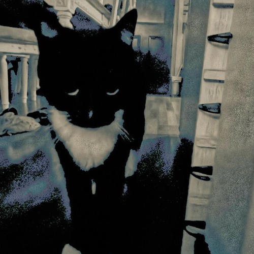 Stream The Cat Theory music | Listen to songs, albums, playlists for ...