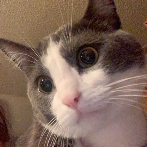 Stream lil swang music | Listen to songs, albums, playlists for free on ...