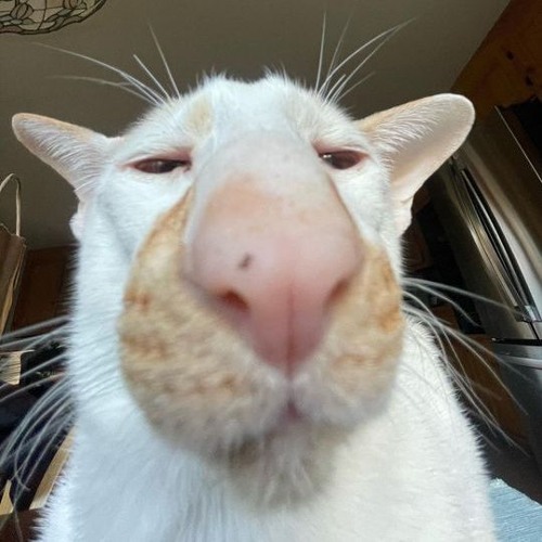 Stream CatJAM ♭ music | Listen to songs, albums, playlists for free on ...