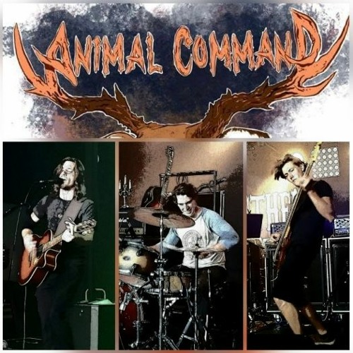 Stream Animal Command music | Listen to songs, albums, playlists for ...