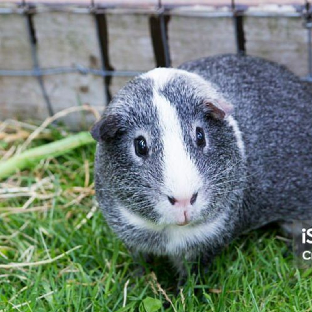 Stream wolfrum. music | Listen to songs, albums, playlists for free on ...