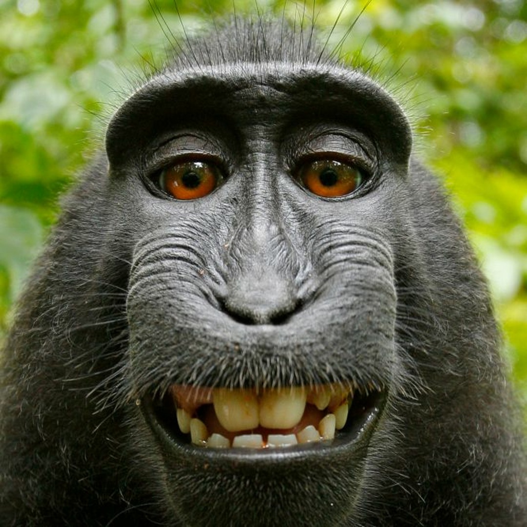 Stream THE MONKEY SONG FEAT. MONKEY by MonkeyMasteringVEVO Listen online for free on SoundCloud