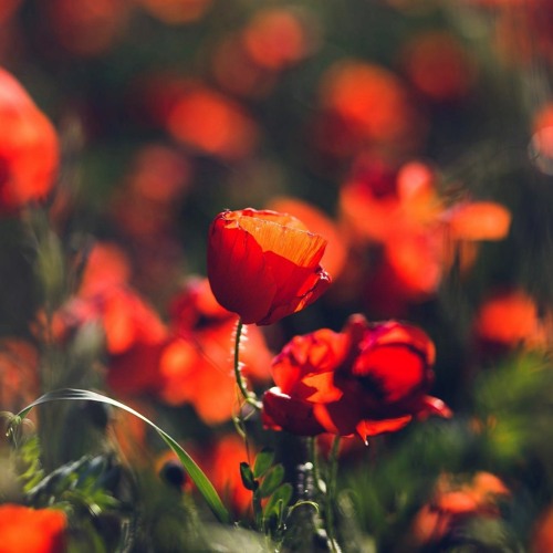 Stream Pyrd music | Listen to songs, albums, playlists for free on ...