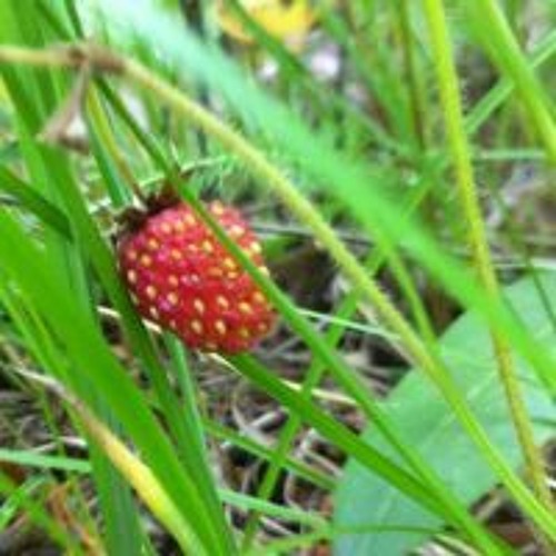 Stream Gunjee Gunj music | Listen to songs, albums, playlists for free ...