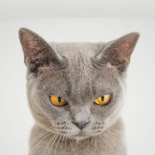 Stream angry cat music | Listen to songs, albums, playlists for free on ...