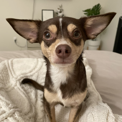 Stream Natalie Cabral music | Listen to songs, albums, playlists for ...