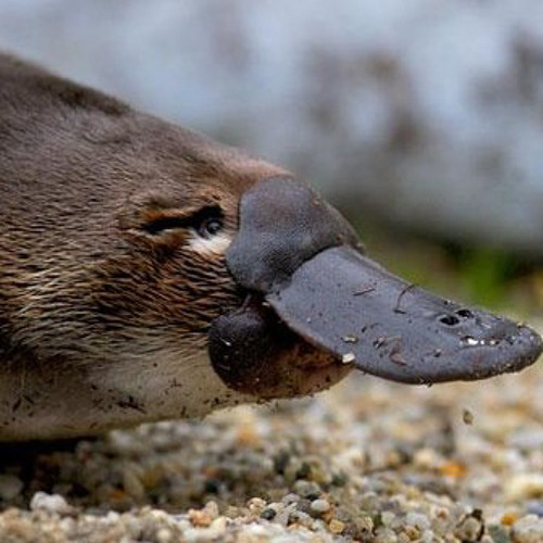 Stream PLATYPUS music | Listen to songs, albums, playlists for free on ...