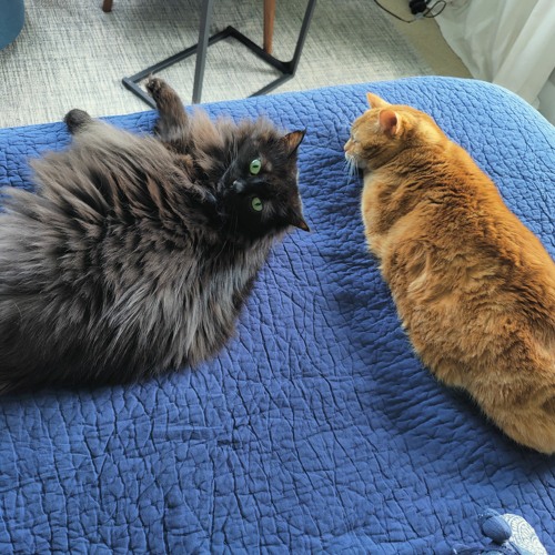 Stream System of a Meow music | Listen to songs, albums, playlists for ...