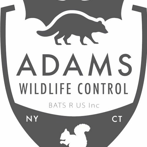 Stream Adams Wildlife Control music | Listen to songs, albums ...