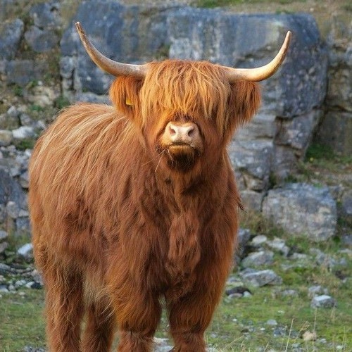 Stream that one cow 🐄 music | Listen to songs, albums, playlists for ...